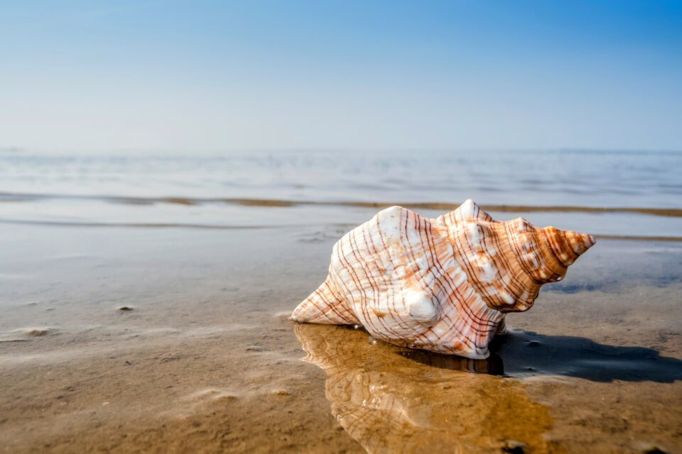 Southwest Florida's Shell Hunting Guide - LindsayLola
